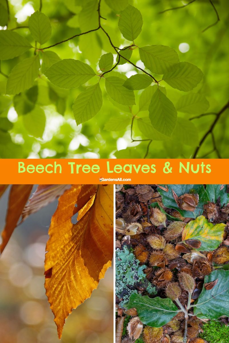 Beech Tree Uses and Benefits - GardensAll