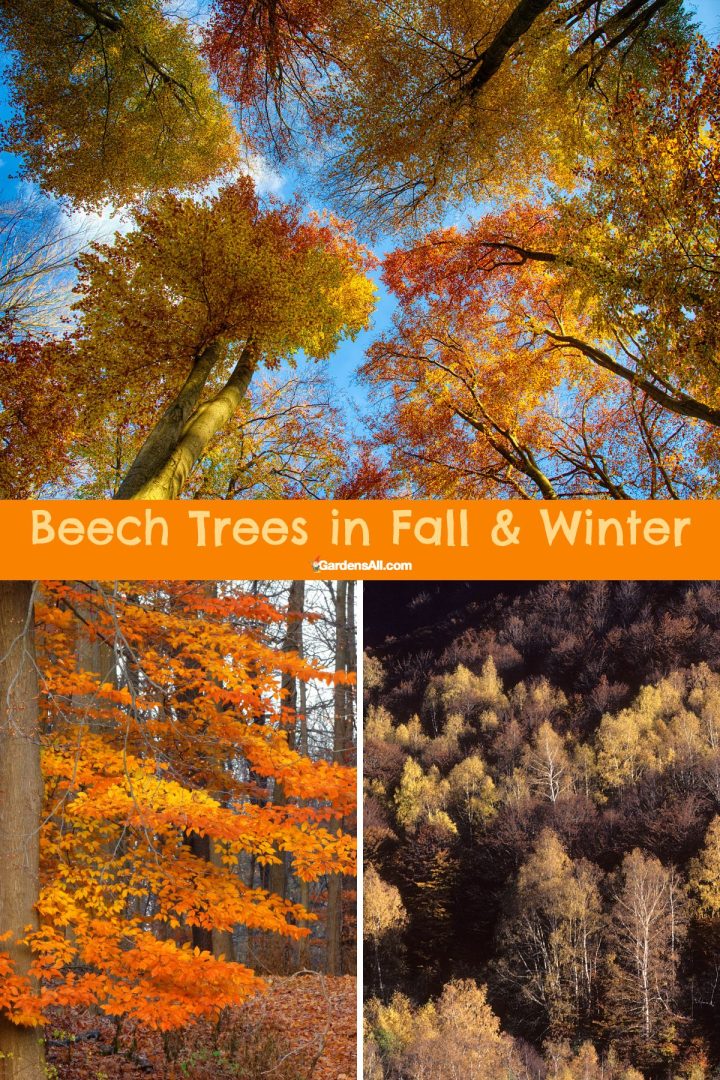 Beech Tree Uses and Benefits - GardensAll