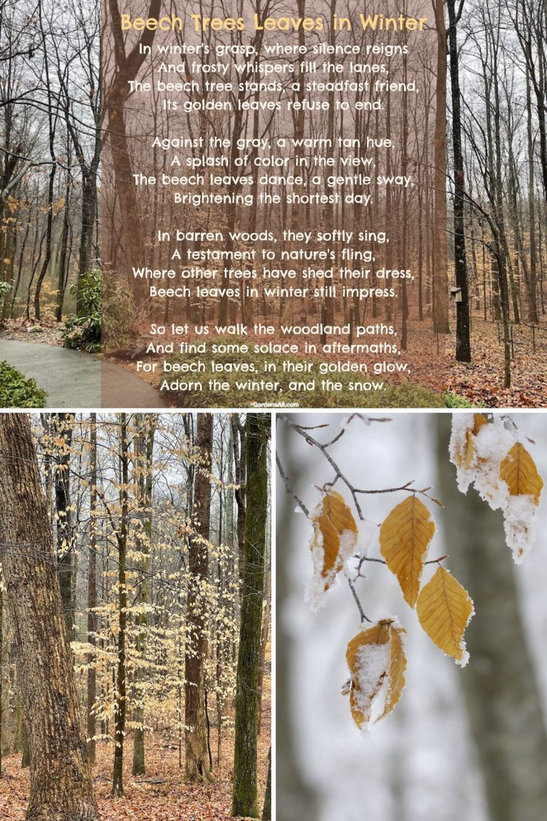 Beech Tree Uses and Benefits - GardensAll