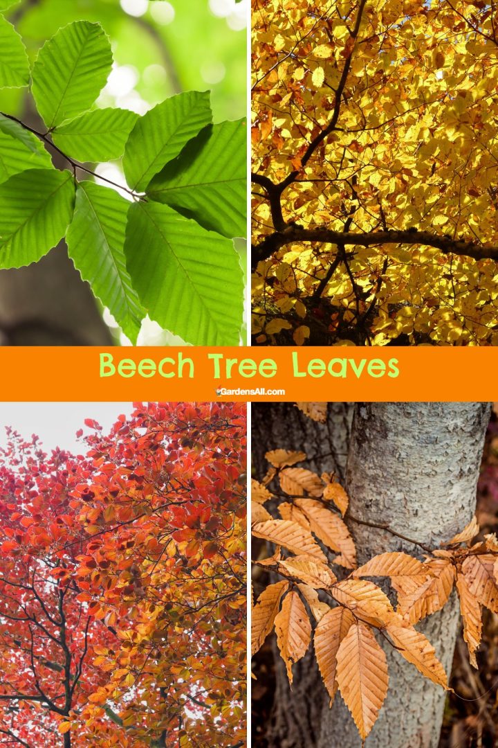 Beech Tree Uses and Benefits - GardensAll