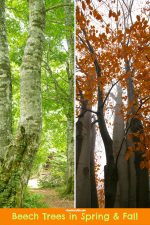 Beech Tree Uses and Benefits - GardensAll