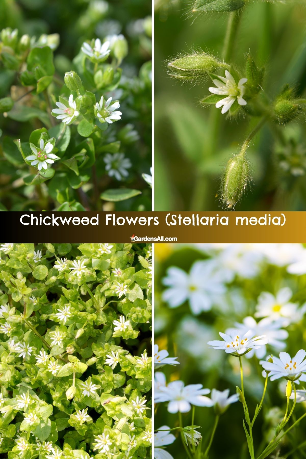 Common Chickweed: Another Useful Weed to Get to Know - GardensAll
