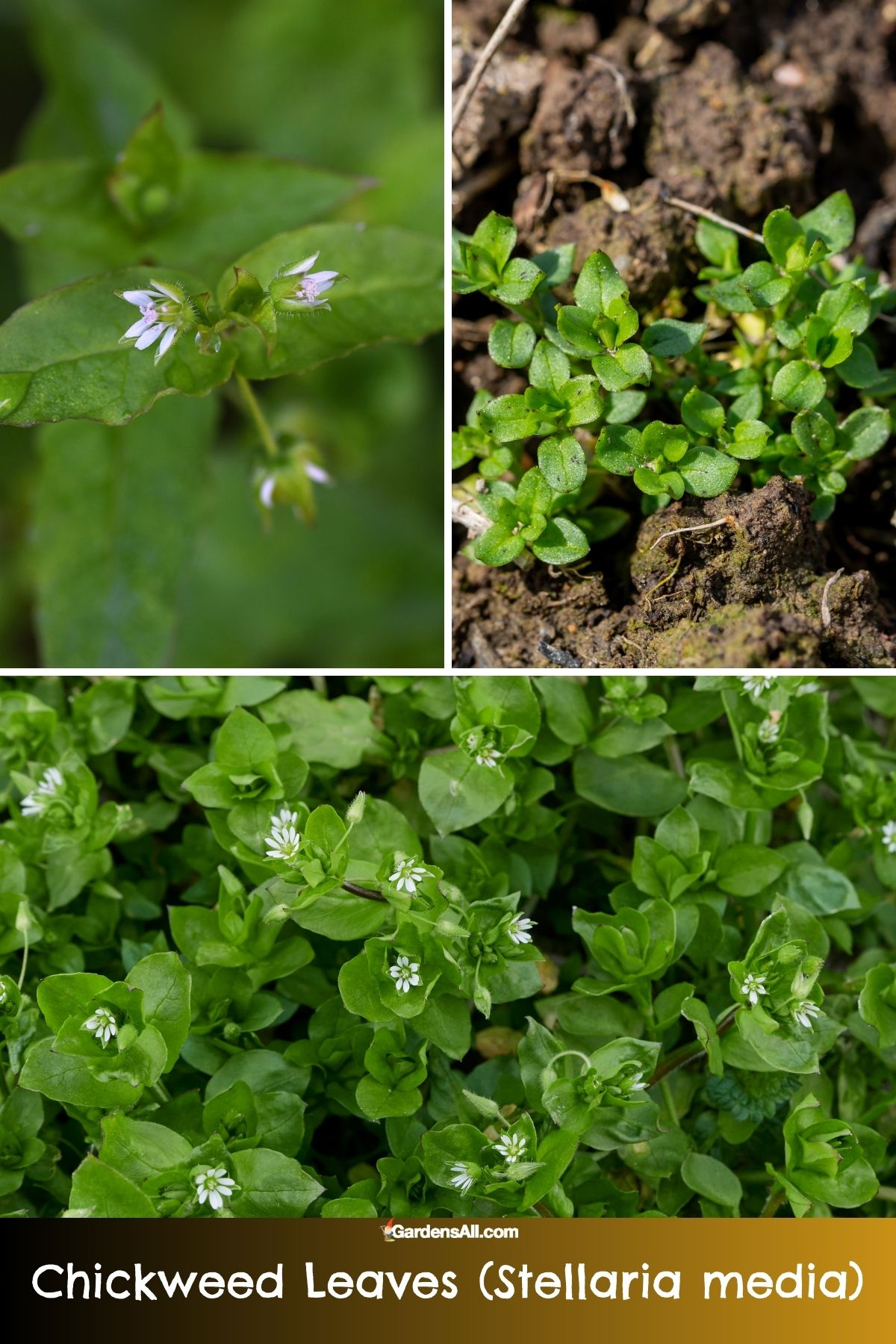 Common Chickweed: Another Useful Weed to Get to Know - GardensAll
