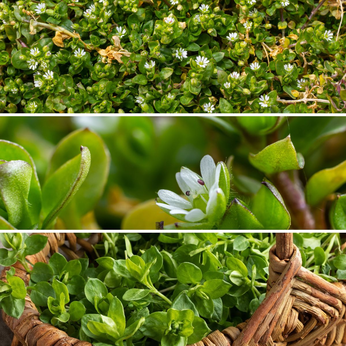 Common Chickweed: Another Useful Weed to Get to Know - GardensAll