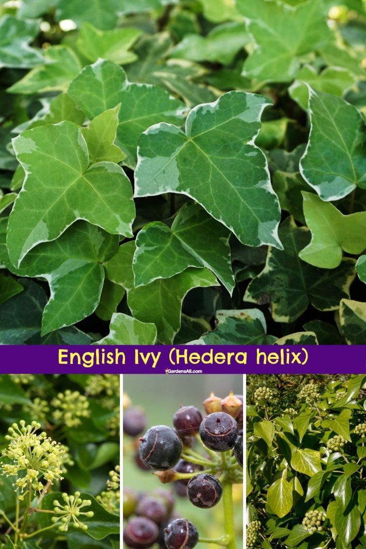 Uses and Benefits of English Ivy Plant, (Hedera helix) - GardensAll