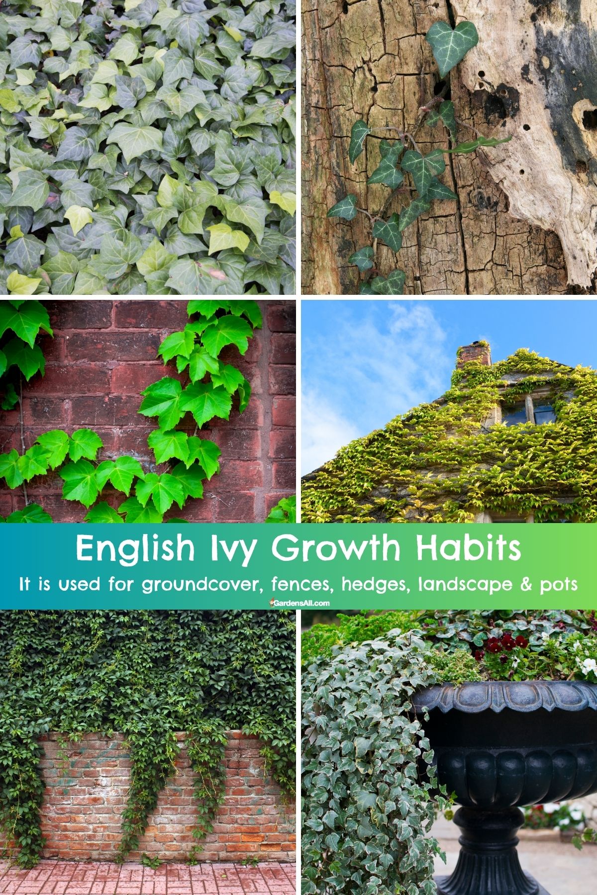 Uses and Benefits of English Ivy Plant, (Hedera helix) - GardensAll