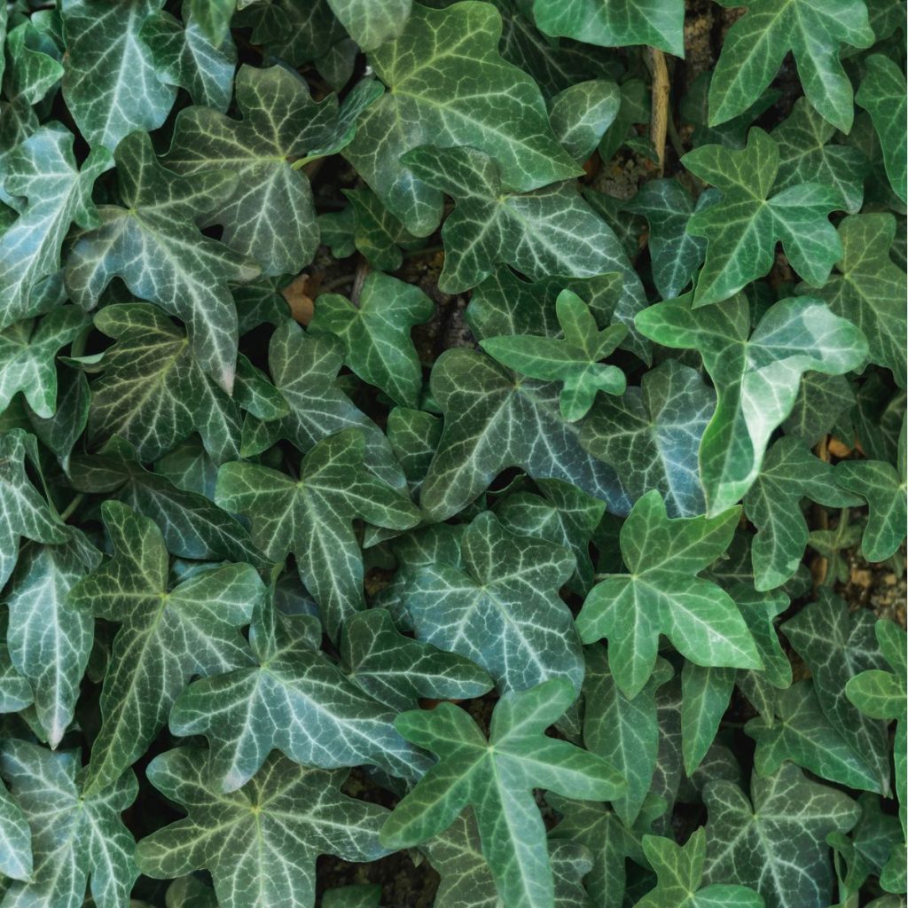 Proven Medicinal and Health Benefits of English Ivy - GardensAll