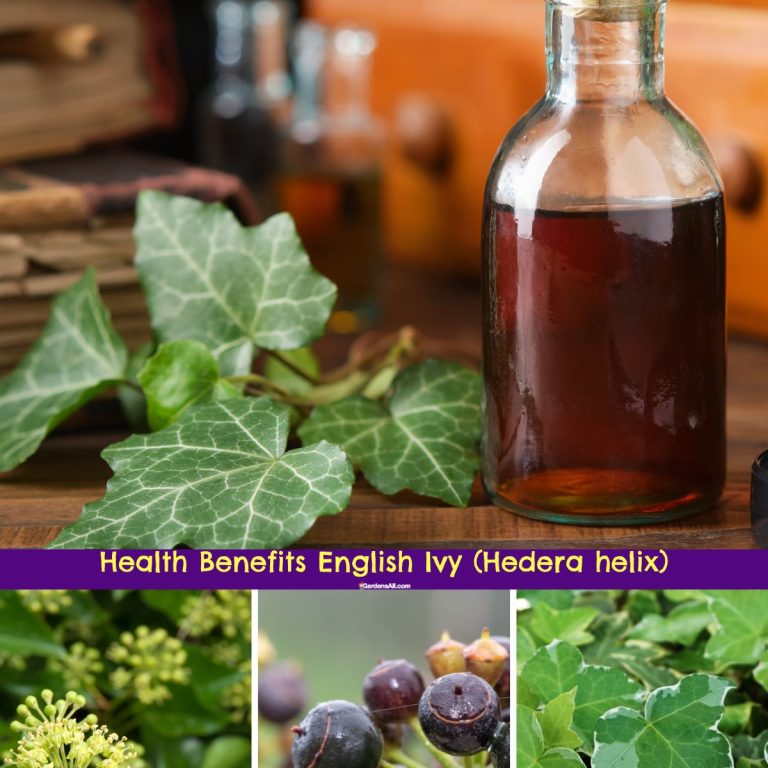 Beech Tree Uses and Benefits - GardensAll