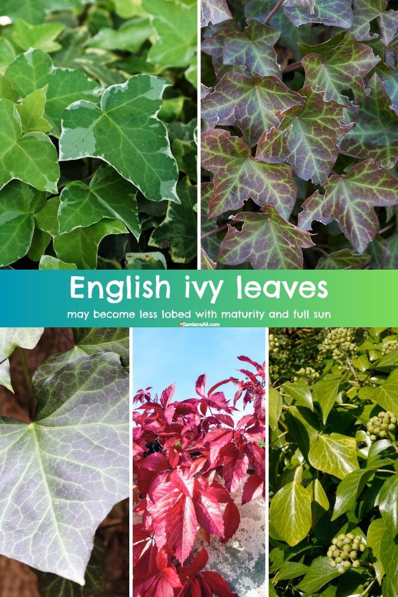 Uses and Benefits of English Ivy Plant, (Hedera helix) - GardensAll