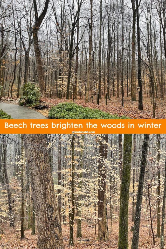 Beech Tree Uses and Benefits - GardensAll