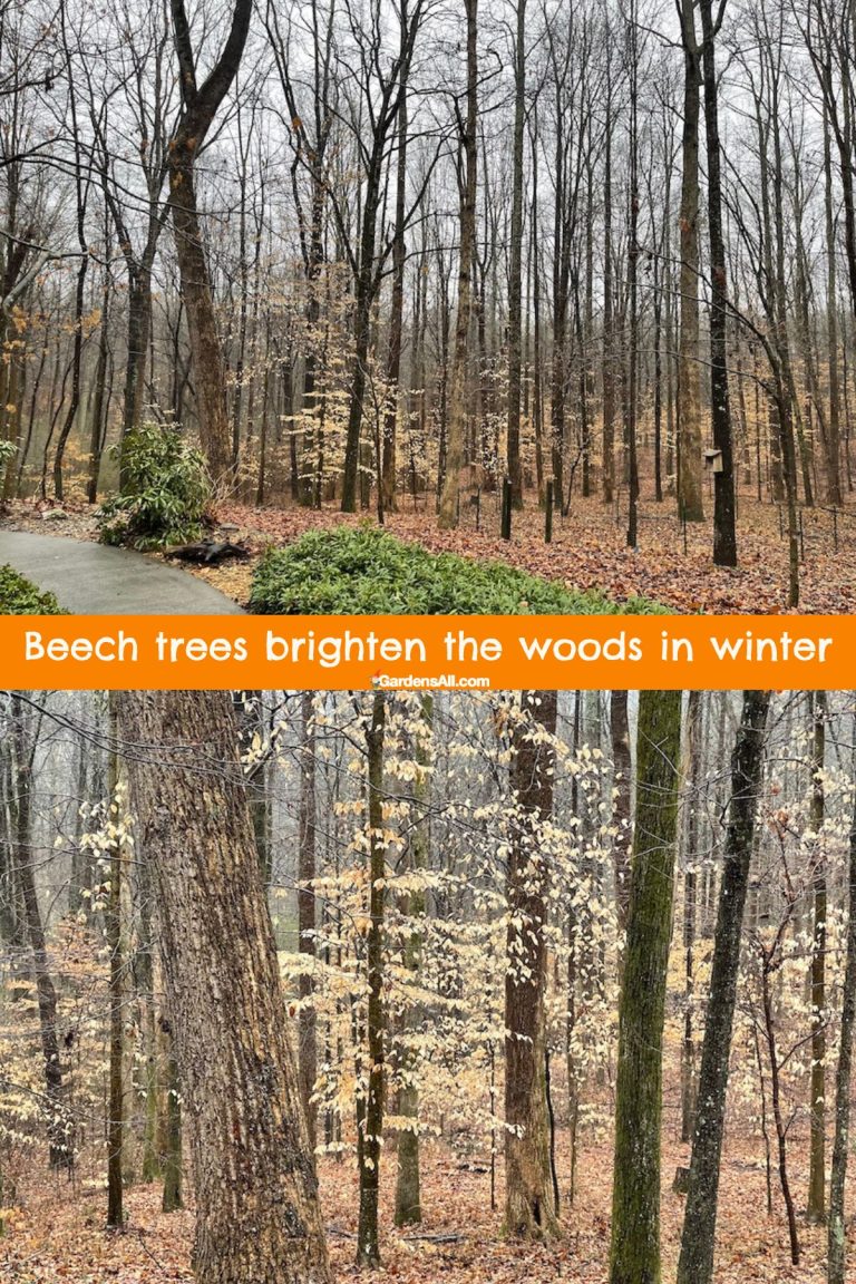 Beech Tree Uses and Benefits - GardensAll