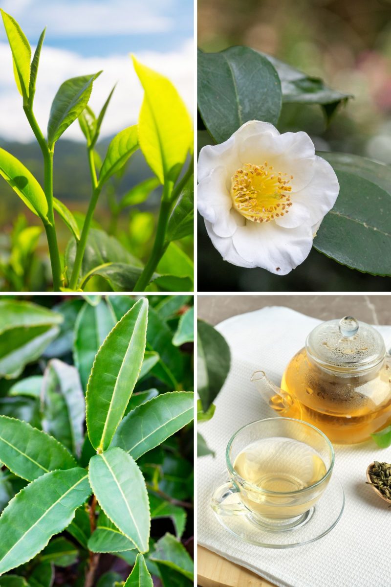 Overview of the Camellia Sinensis Tea Plant - GardensAll