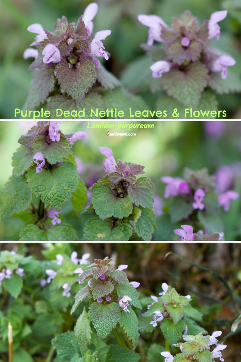 Purple Dead Nettle Uses: Proven and Traditional Benefits - GardensAll