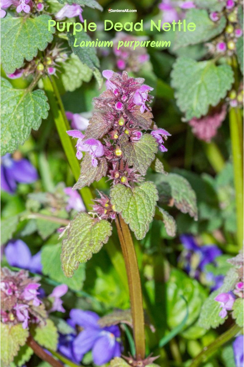 Purple Dead Nettle Uses: Proven and Traditional Benefits - GardensAll