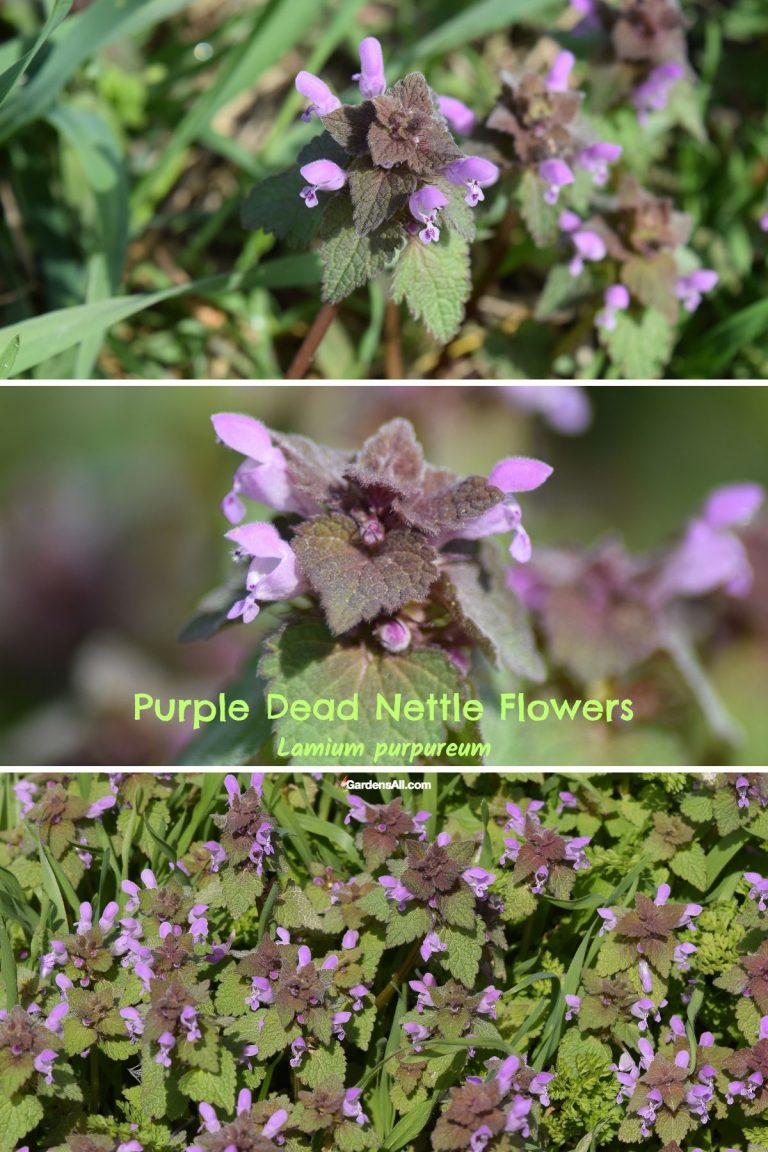 Purple Dead Nettle Uses: Proven and Traditional Benefits - GardensAll